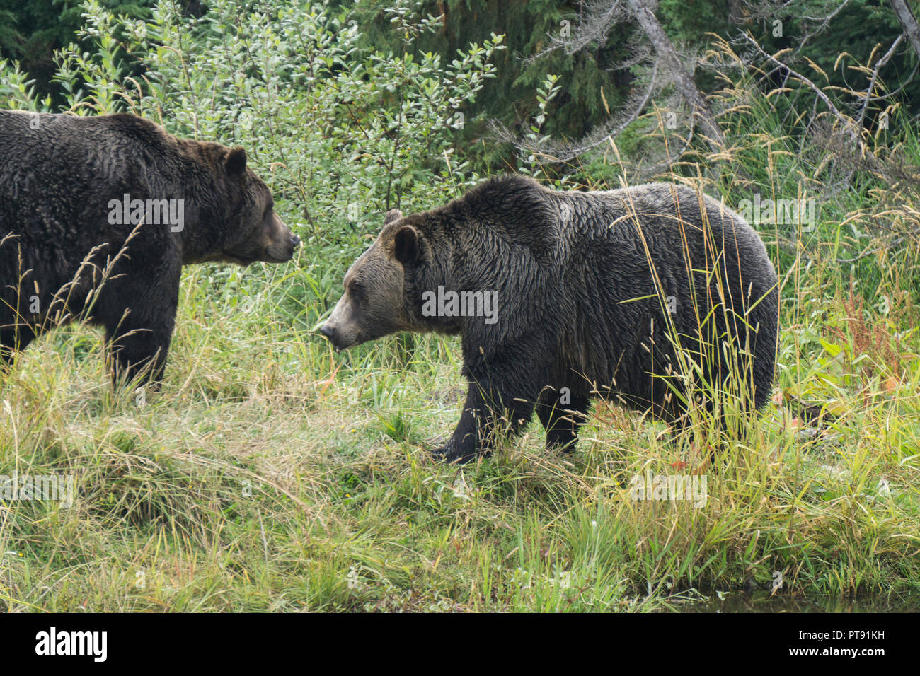 Grizzly bear in the wilderness Stock Photo - Alamy