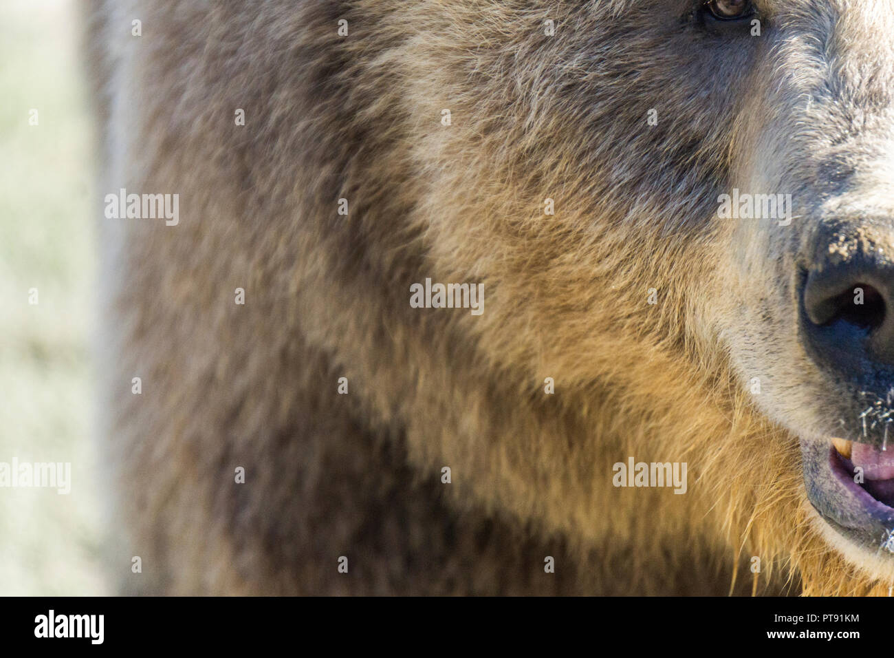 Close up of a bear Stock Photo - Alamy