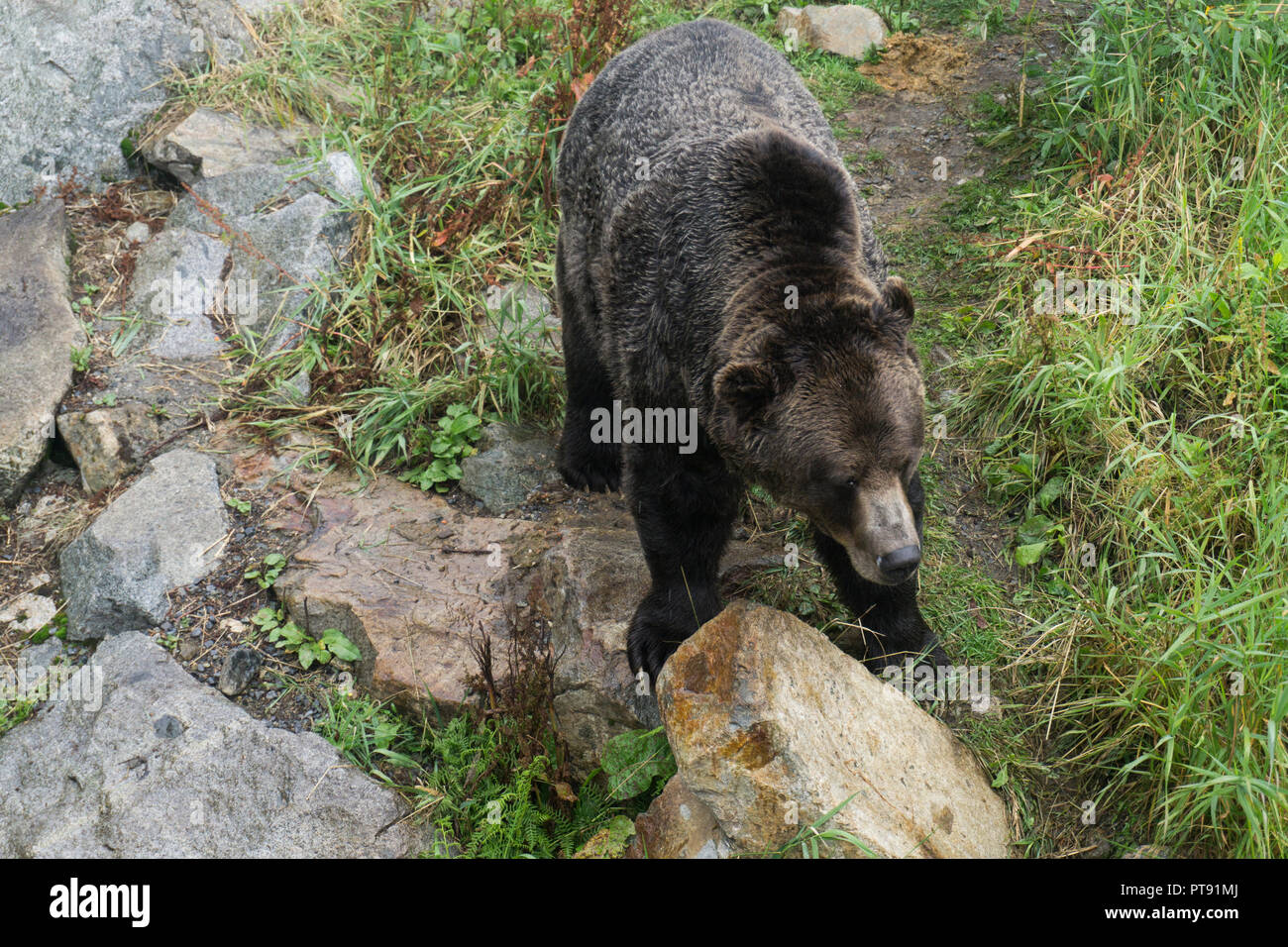Grizzly bear in the wilderness Stock Photo - Alamy