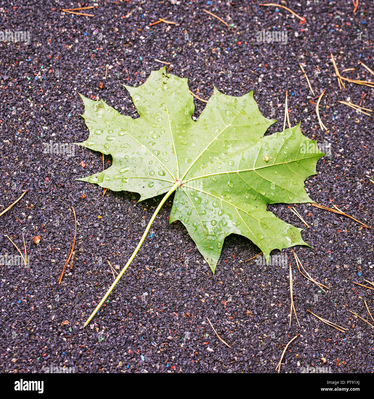 Green maple leaf on the path in the park after the rain Stock Photo - Alamy