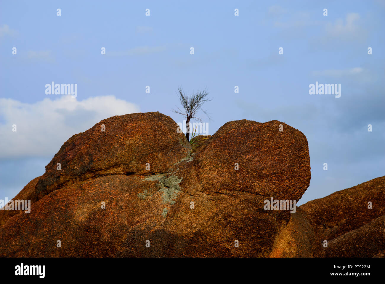 Boulder with tree growing hi-res stock photography and images - Alamy