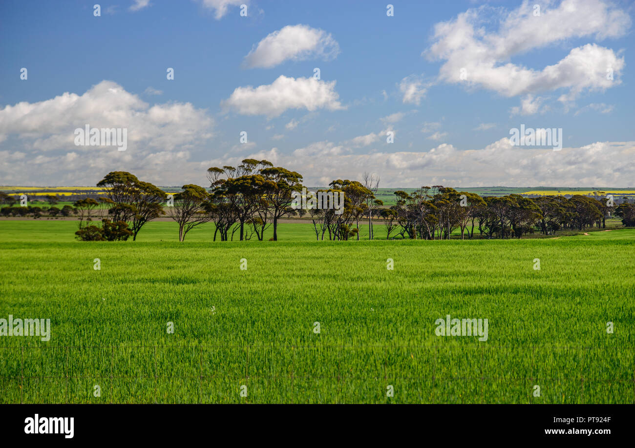 Endless fields of grass with blue sky in Western Australia Stock Photo ...