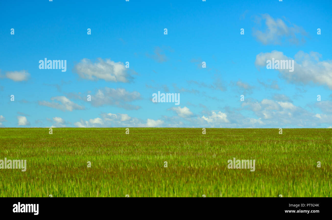 Endless fields of grass with blue sky in Western Australia Stock Photo ...