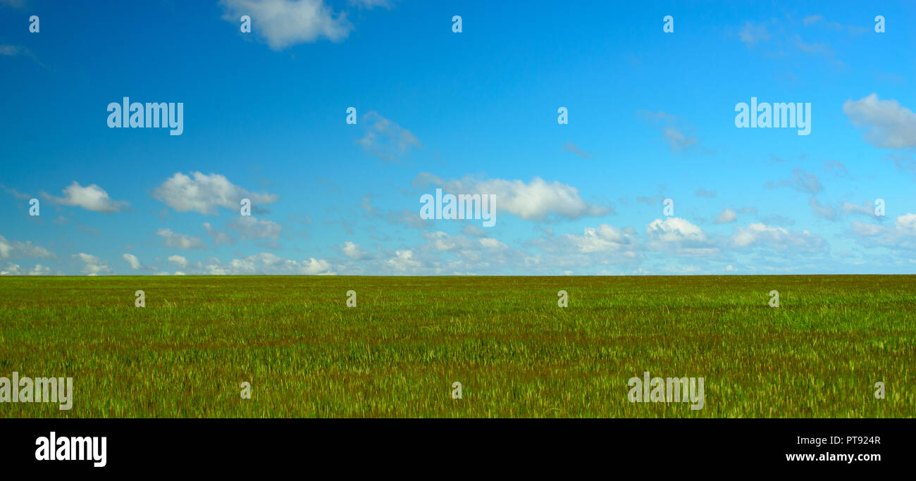 Endless fields of grass with blue sky in Western Australia Stock Photo ...