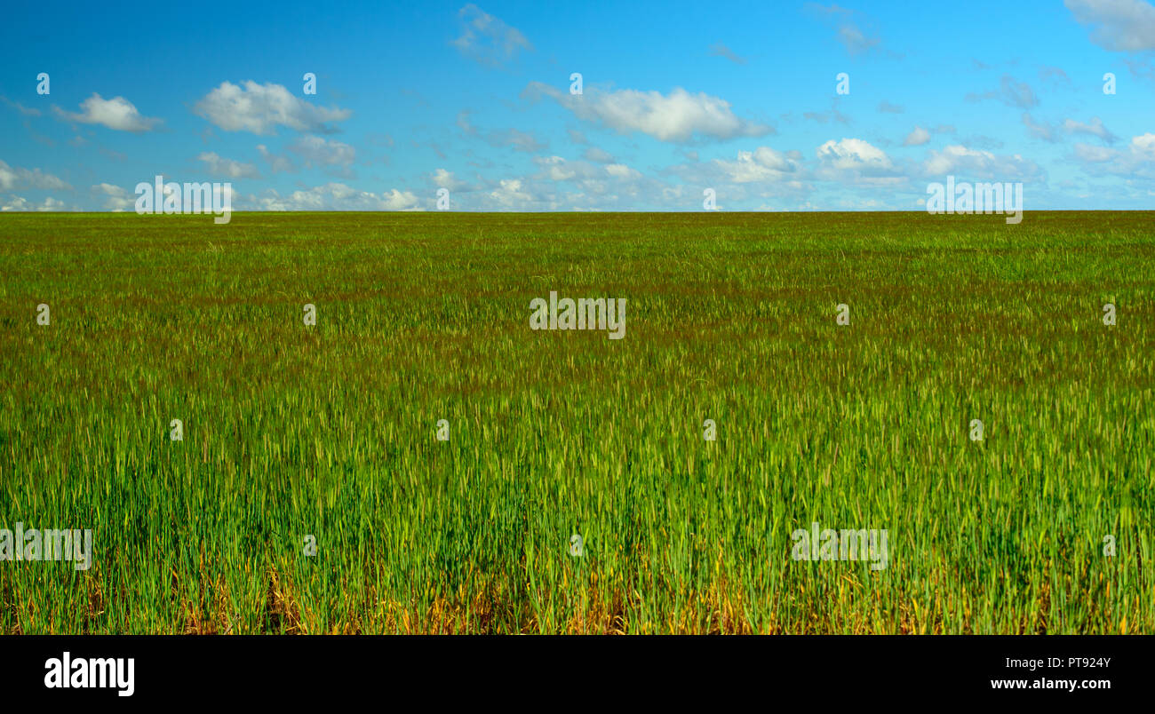 Endless fields of grass with blue sky in Western Australia Stock Photo ...