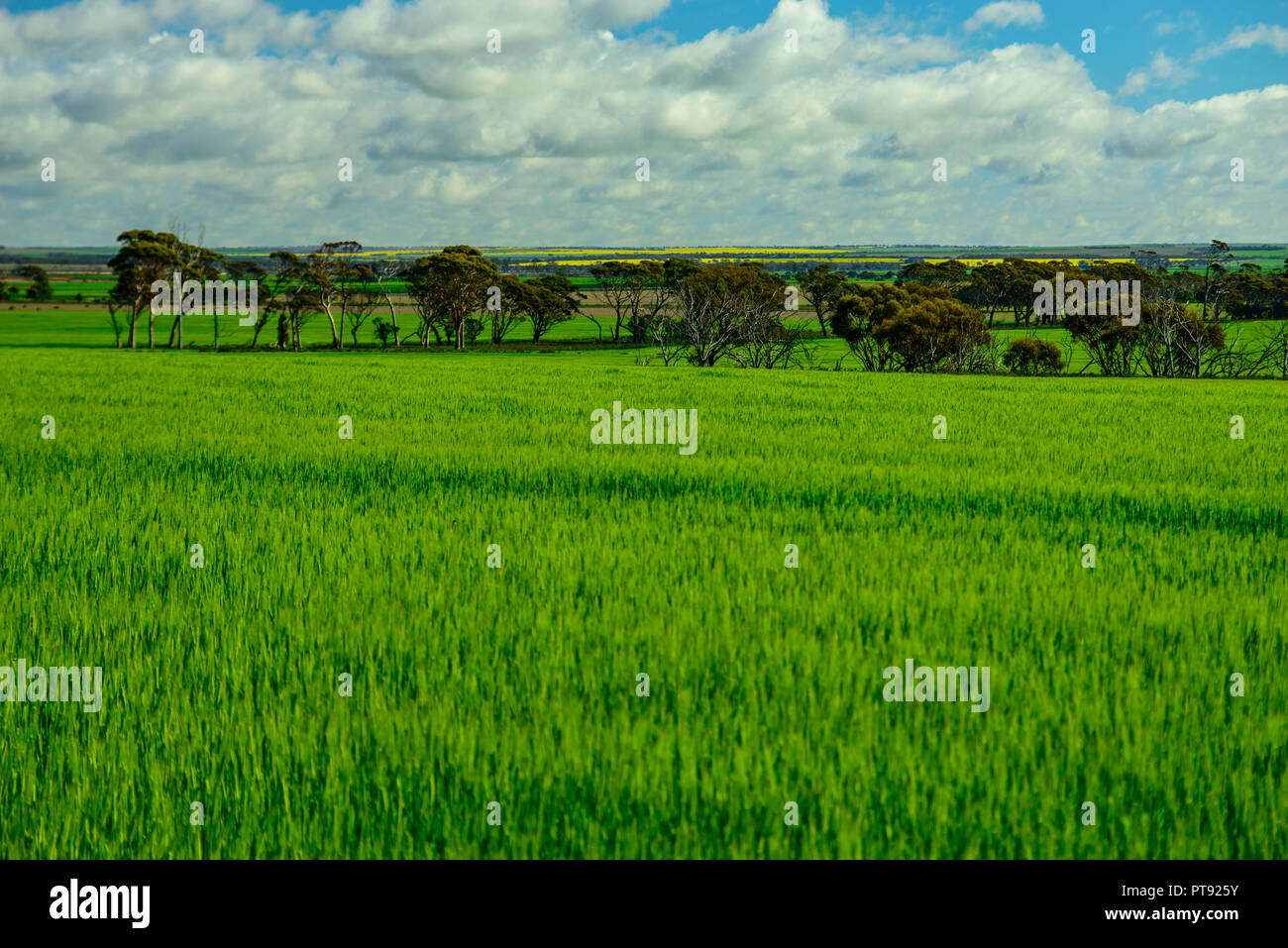 Endless fields of grass with blue sky in Western Australia Stock Photo ...