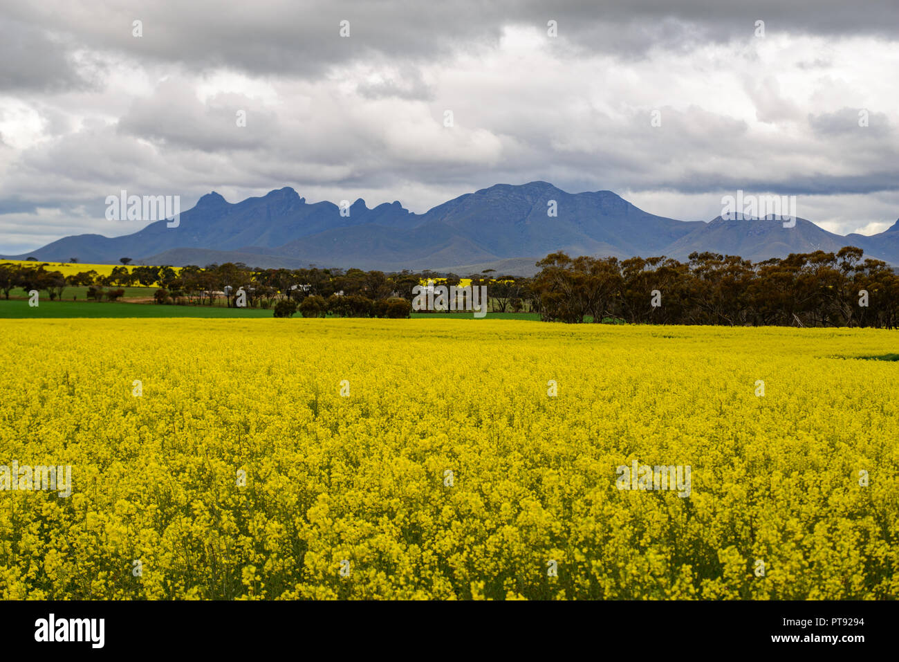 yellow oilseed rape field against the dark mountains of the Stirling ...