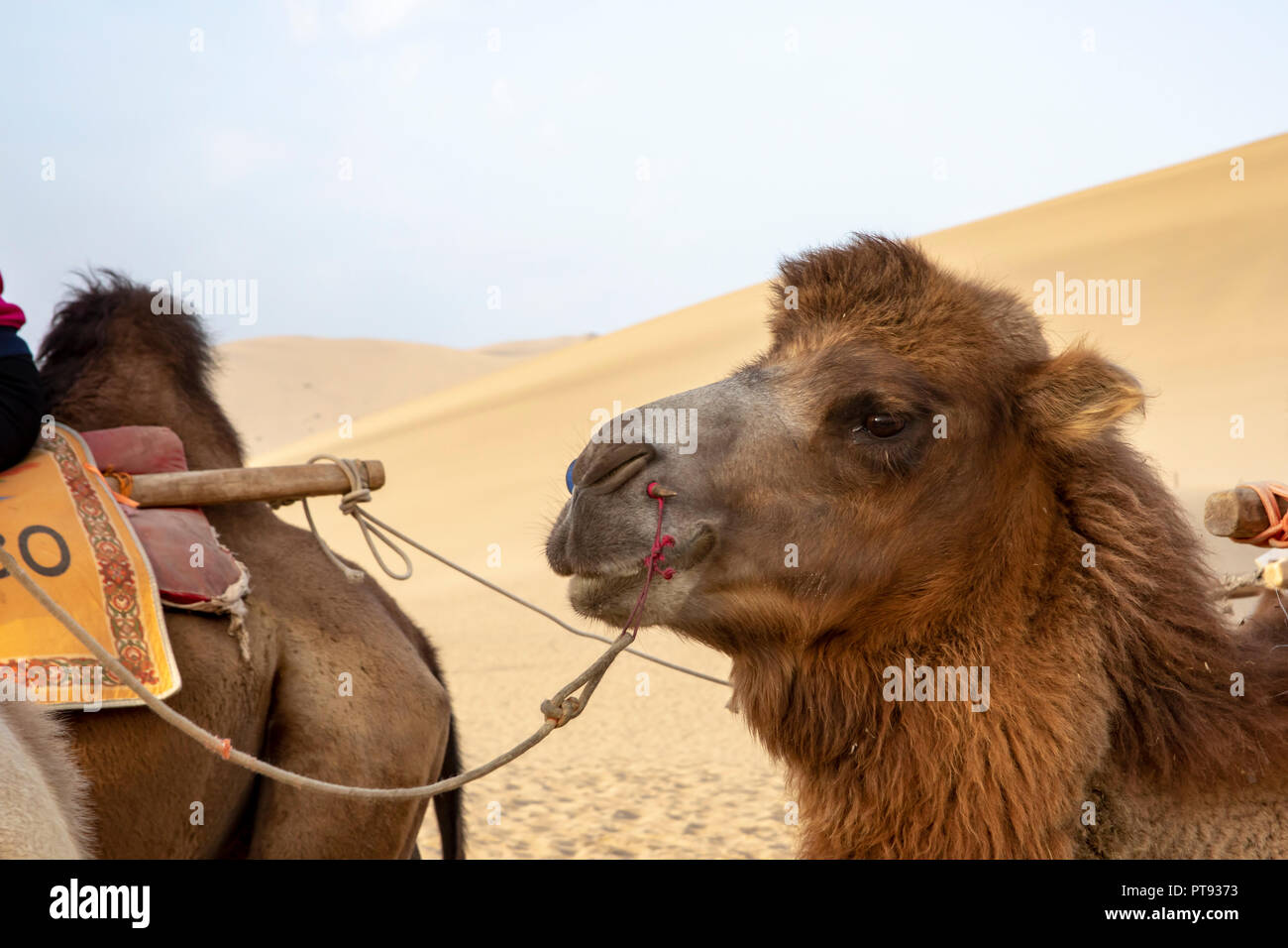 Taklamakan Desert Camels High Resolution Stock Photography and Images - Alamy