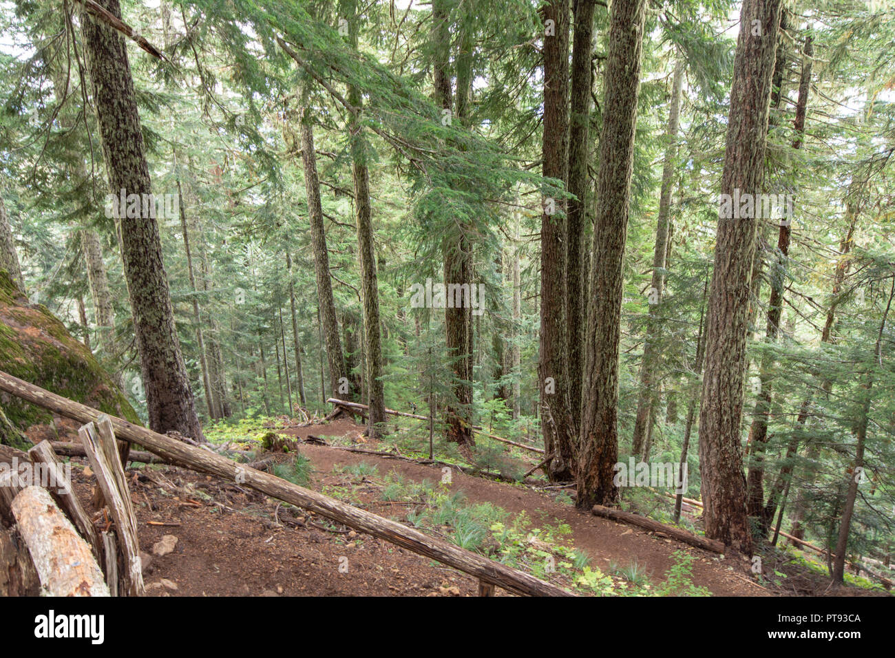 Mount Ellinor Trail Stock Photo - Alamy