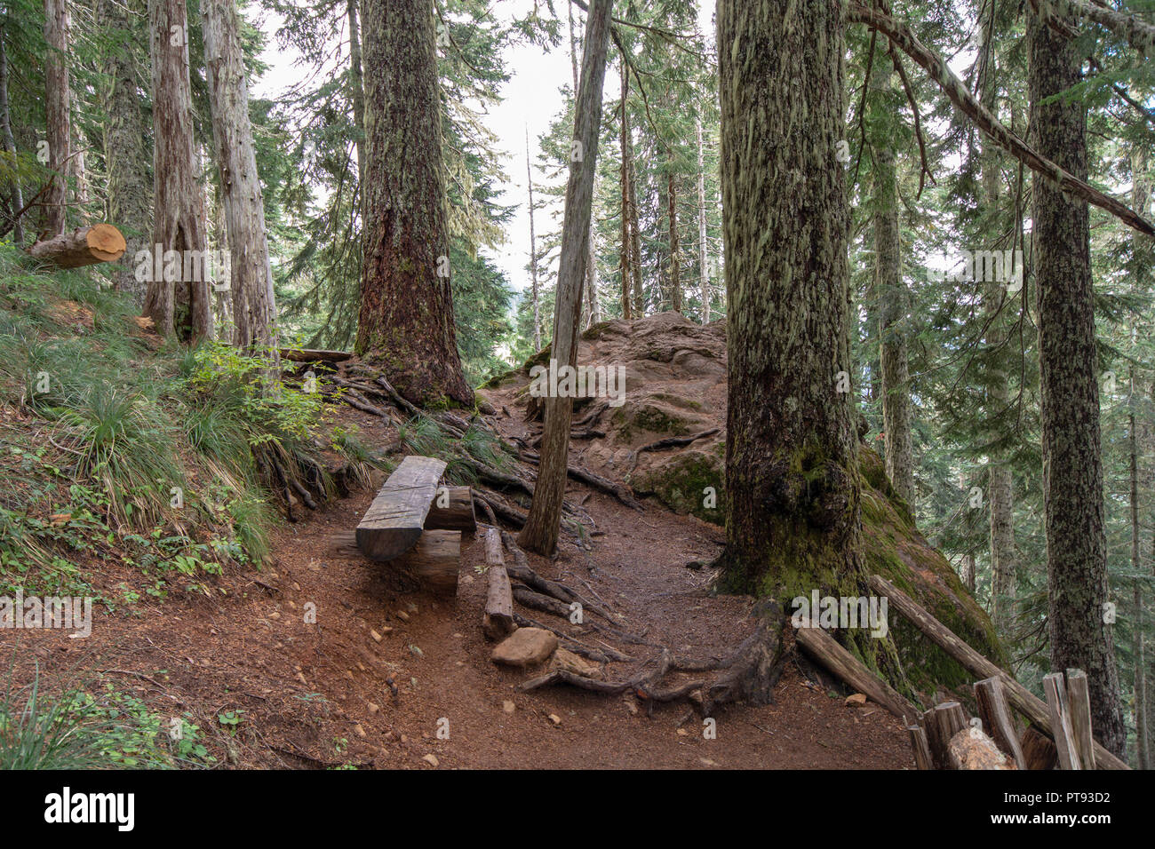 Mount Ellinor Trail Stock Photo - Alamy
