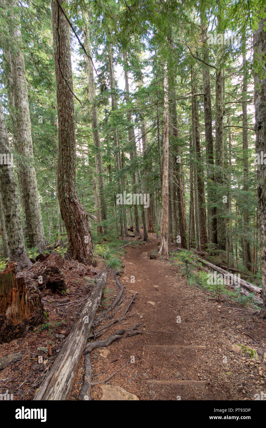 Mount Ellinor Trail Stock Photo - Alamy