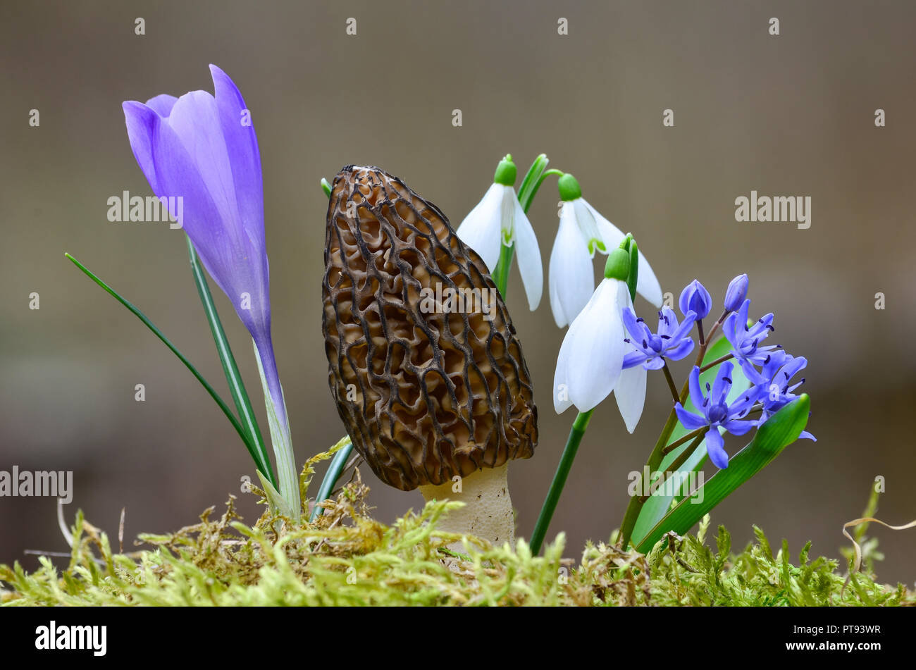Spring mushroom among spring flowers - Black Morel Mushroom (Morchella ...