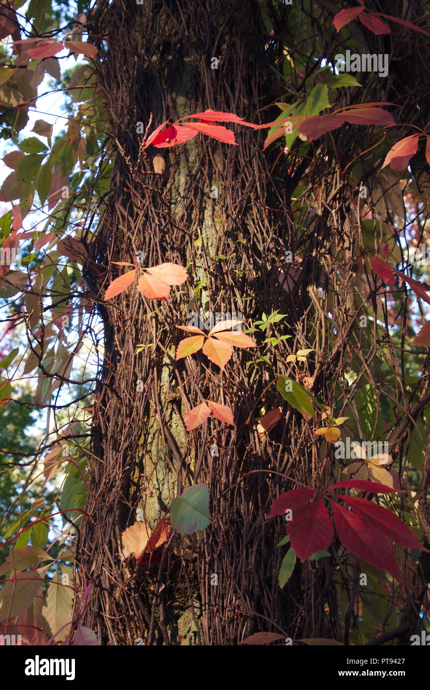 Vines loosing their leaves during the fall Stock Photo - Alamy