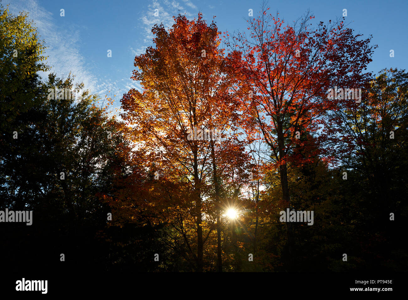 Sun shing through autumn foliage, Adirondacks, New York, USA Stock ...