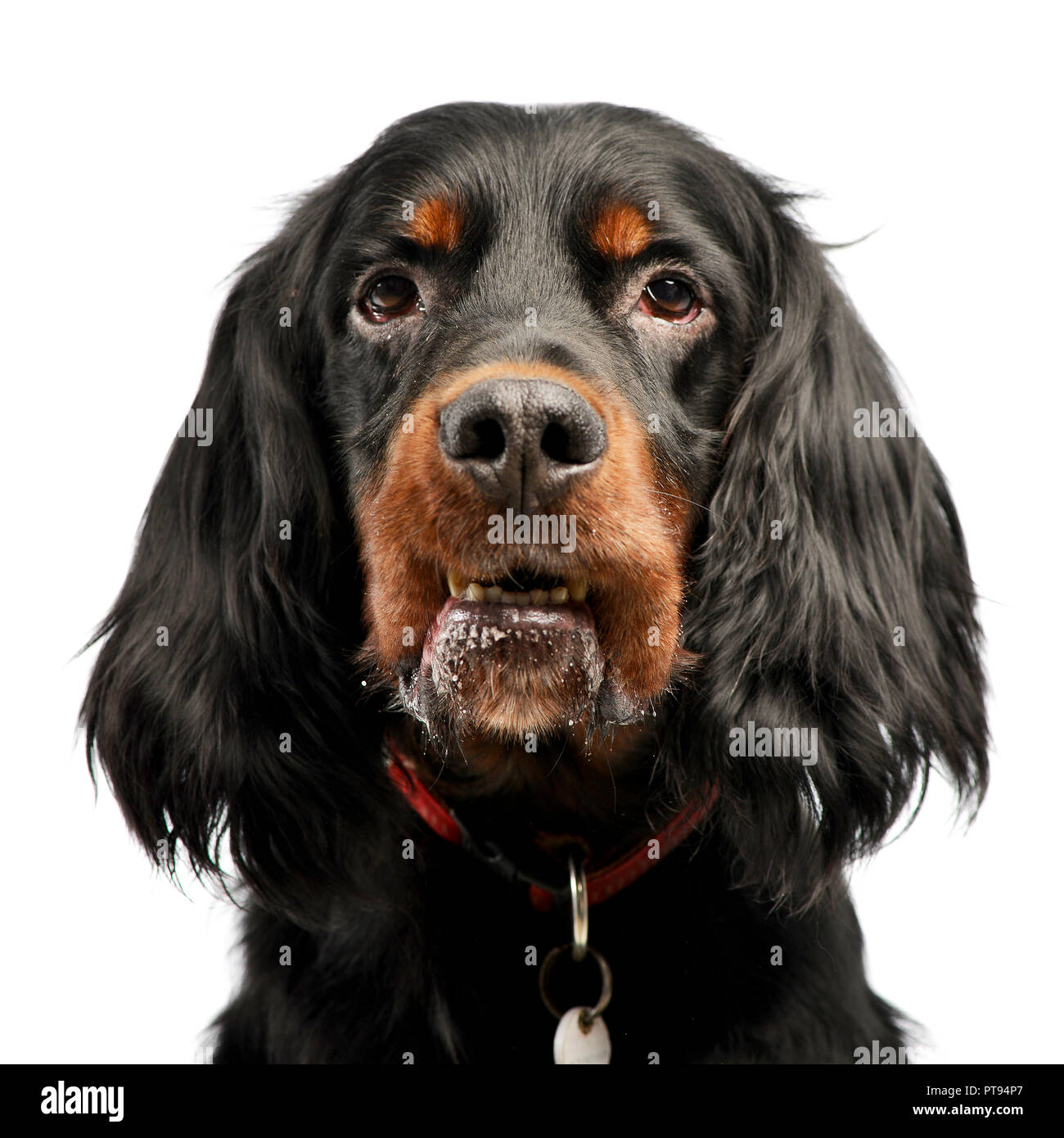 Portrait of an adorable Gordon Setter, studio shot, isolated on white ...