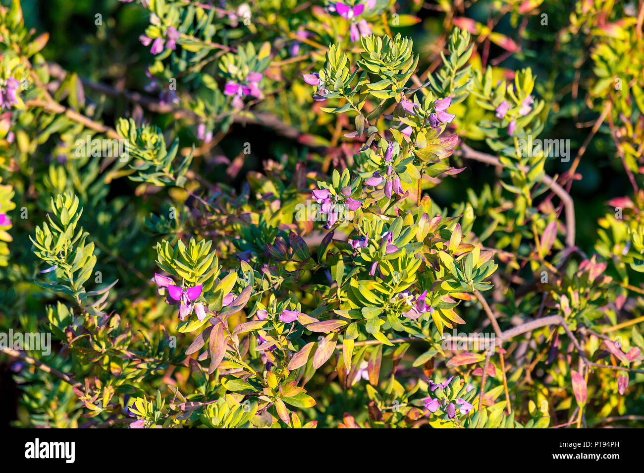 Mediterranean bushes hi-res stock photography and images - Alamy