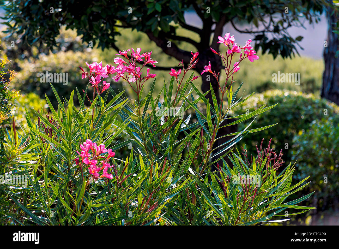 Mediterranean bushes hi-res stock photography and images - Alamy