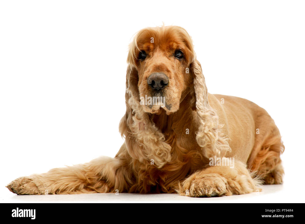 Studio shot of an adorable English Cocker Spaniel lying on white ...