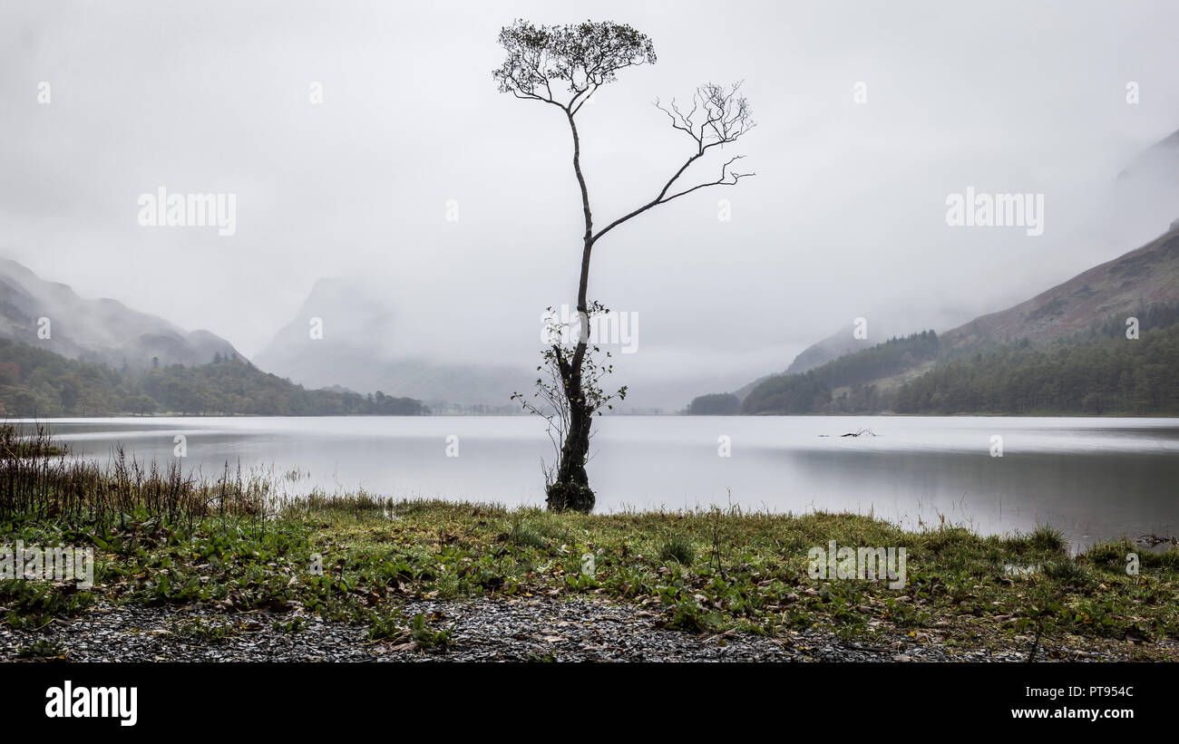 Lone tree buttermere hi-res stock photography and images - Alamy