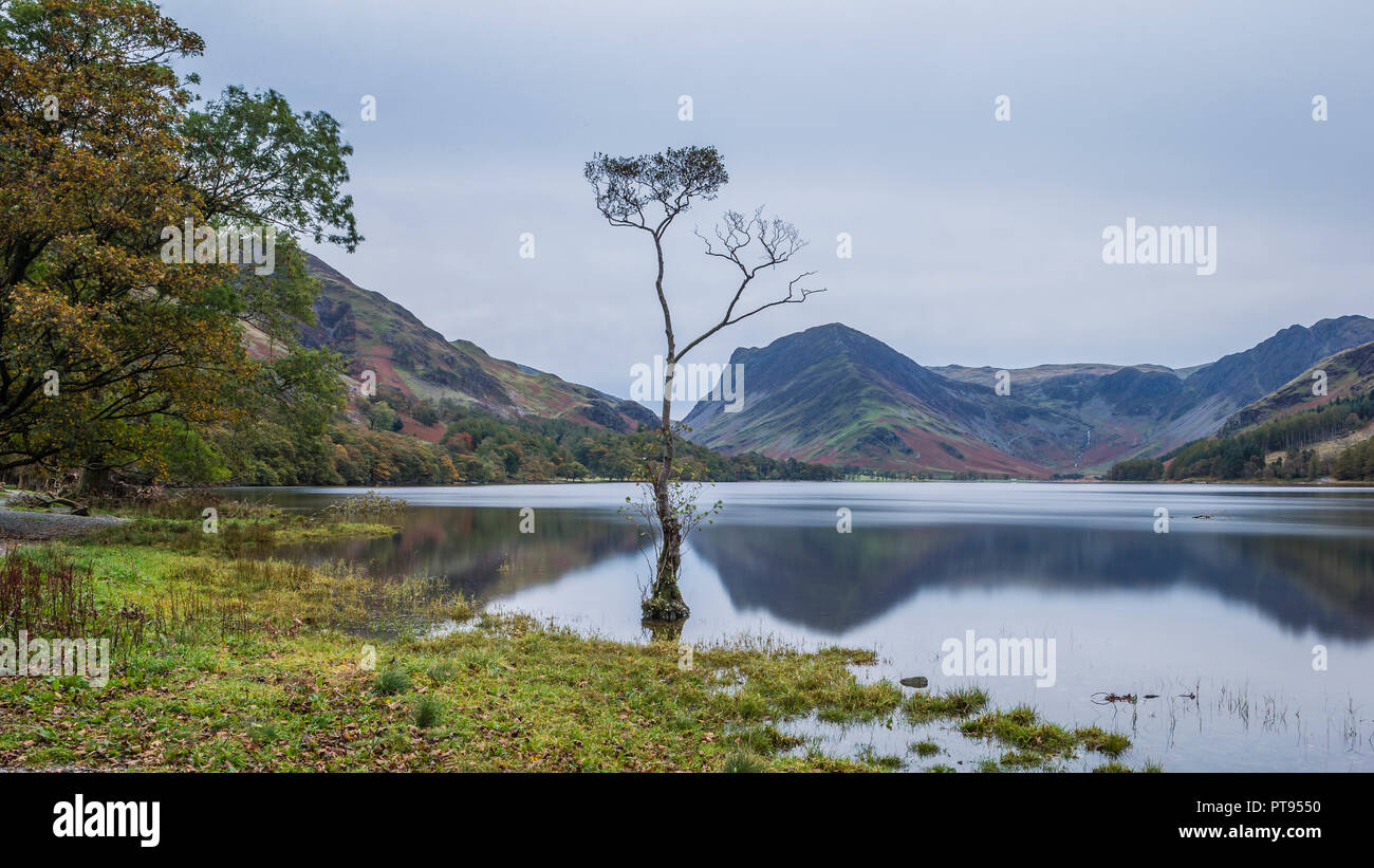 Lone tree buttermere hi-res stock photography and images - Alamy