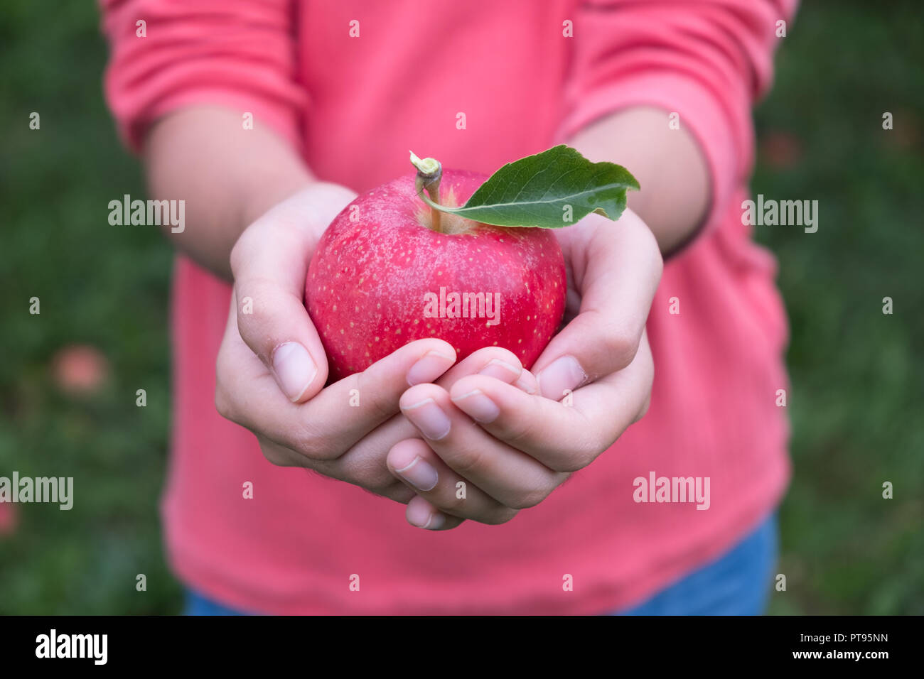 Hands holding red apple Stock Photo - Alamy