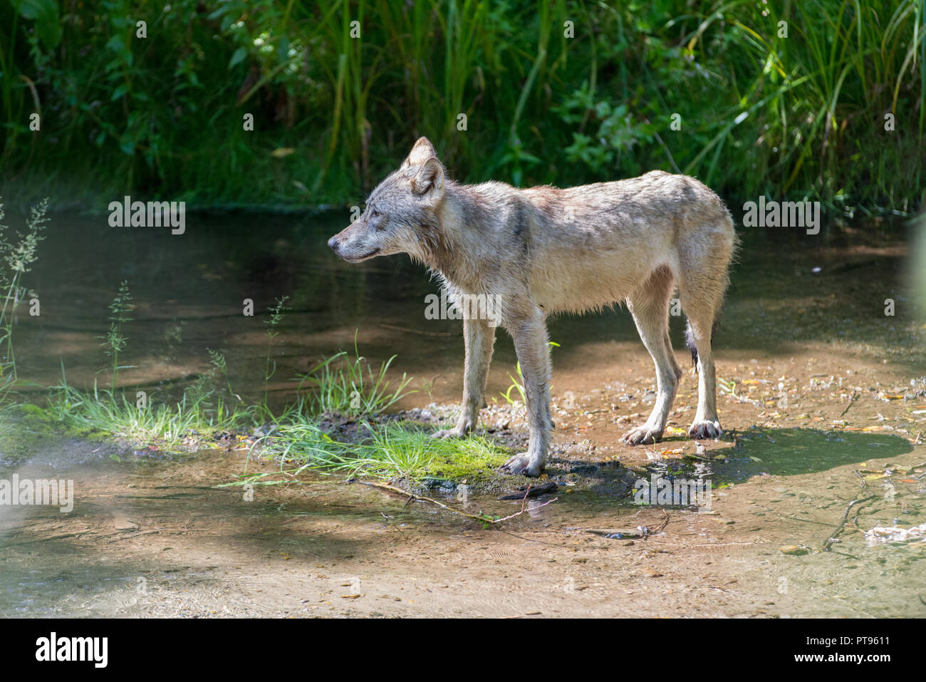 Wolf in the wild Stock Photo - Alamy