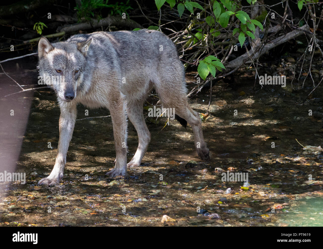 Wolf in the wild Stock Photo - Alamy