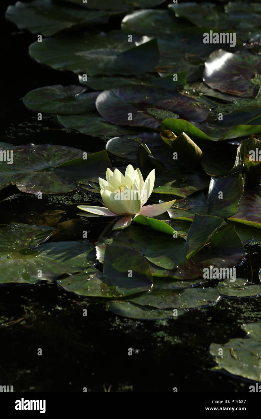 Lotus team hi-res stock photography and images - Alamy