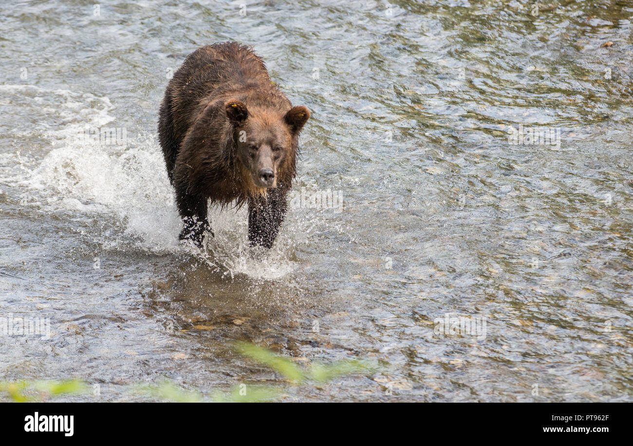 Grizzly bear in the wild Stock Photo - Alamy