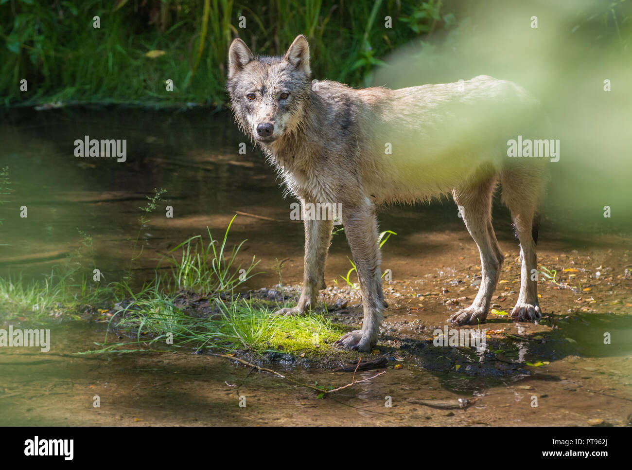 Wolf in the wild Stock Photo - Alamy