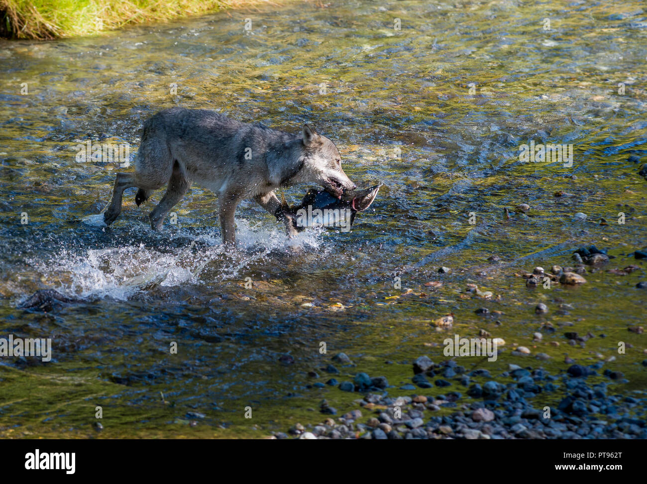 Wolf in the wild Stock Photo - Alamy