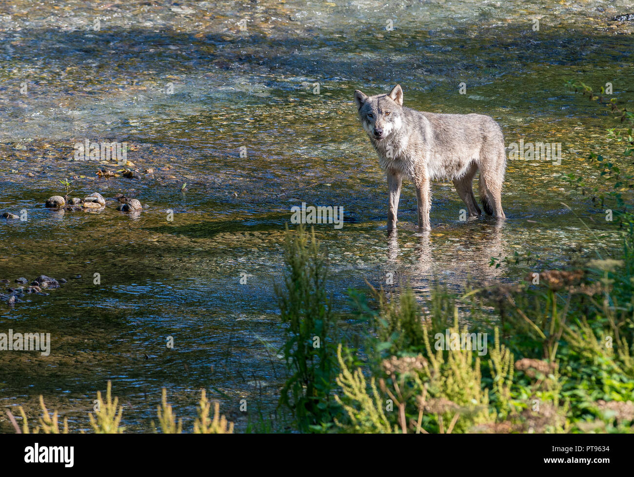 Wolf in the wild Stock Photo - Alamy