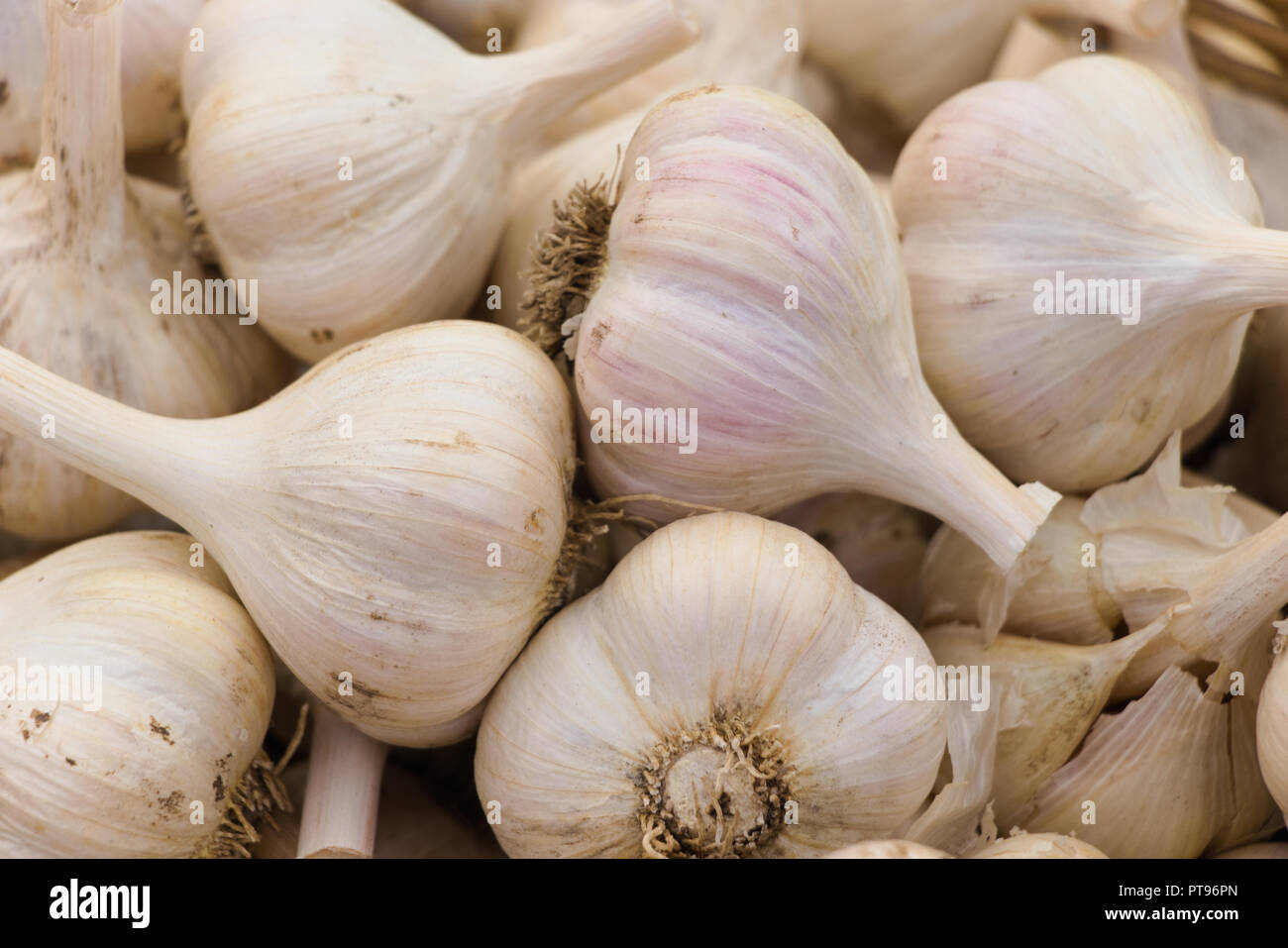 Picture of garlic hi-res stock photography and images - Alamy