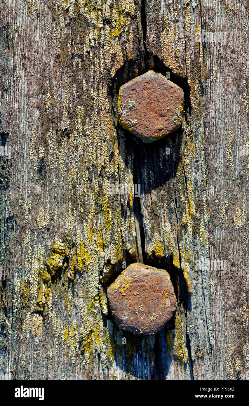 Backgrounds and textures: two rusty screws in old weathered wooden ...