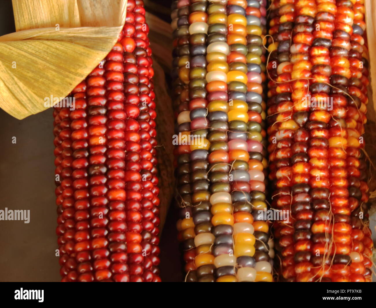 Three ears of corn hi-res stock photography and images - Alamy