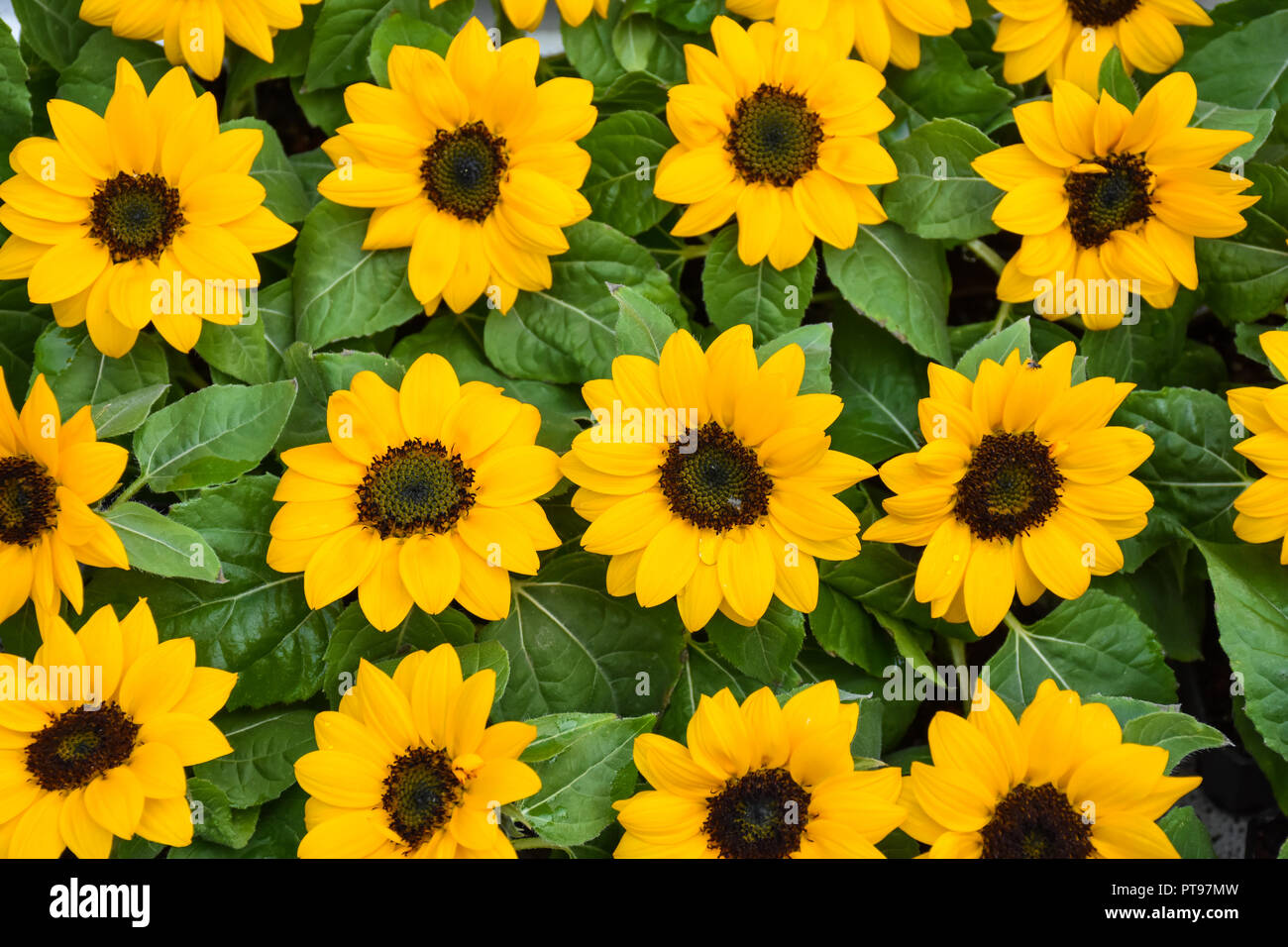 Beautiful sunflowers garden pattern hi-res stock photography and images ...