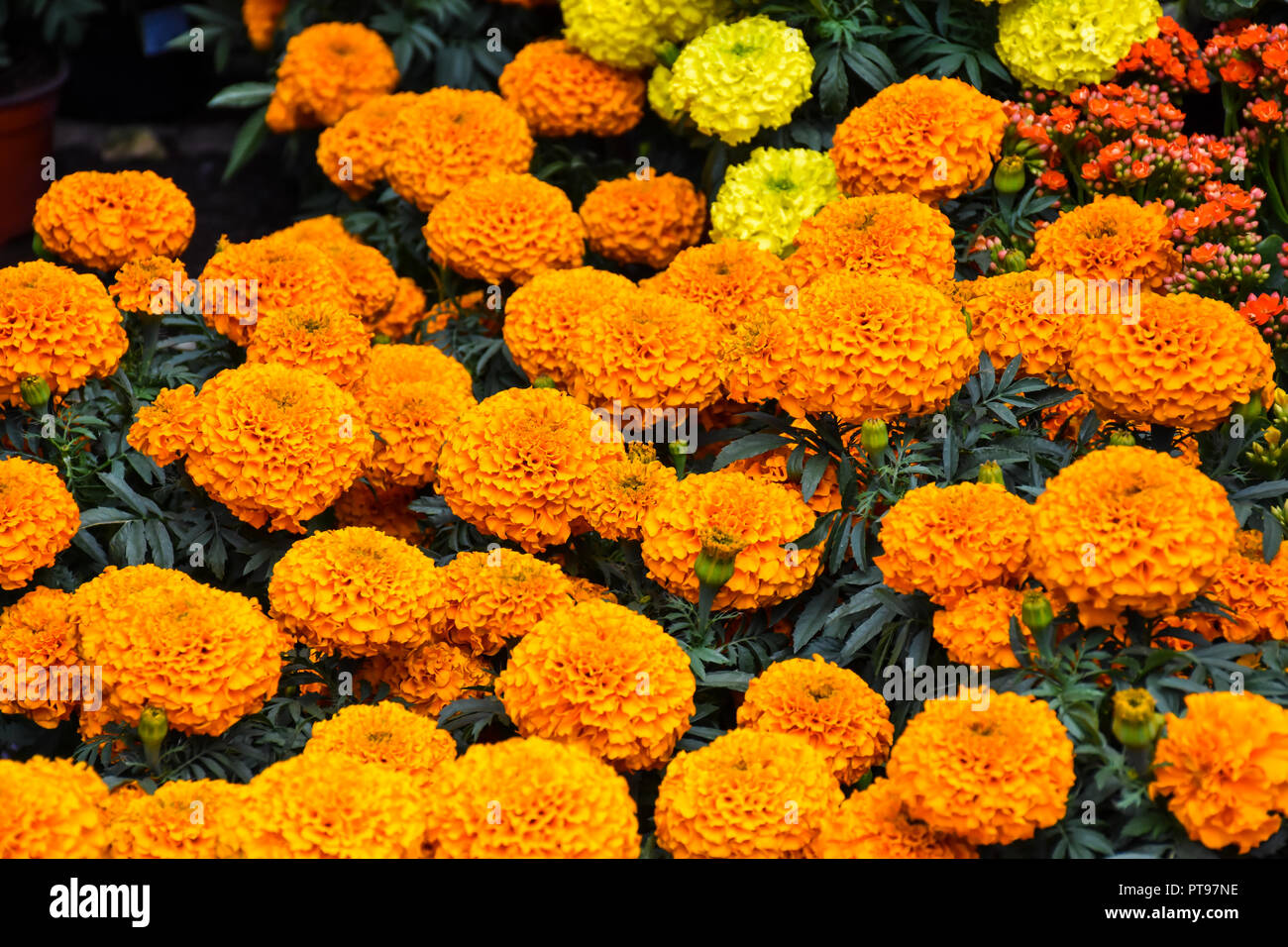 Cempasúchil flower, icon of the day of the dead Stock Photo - Alamy