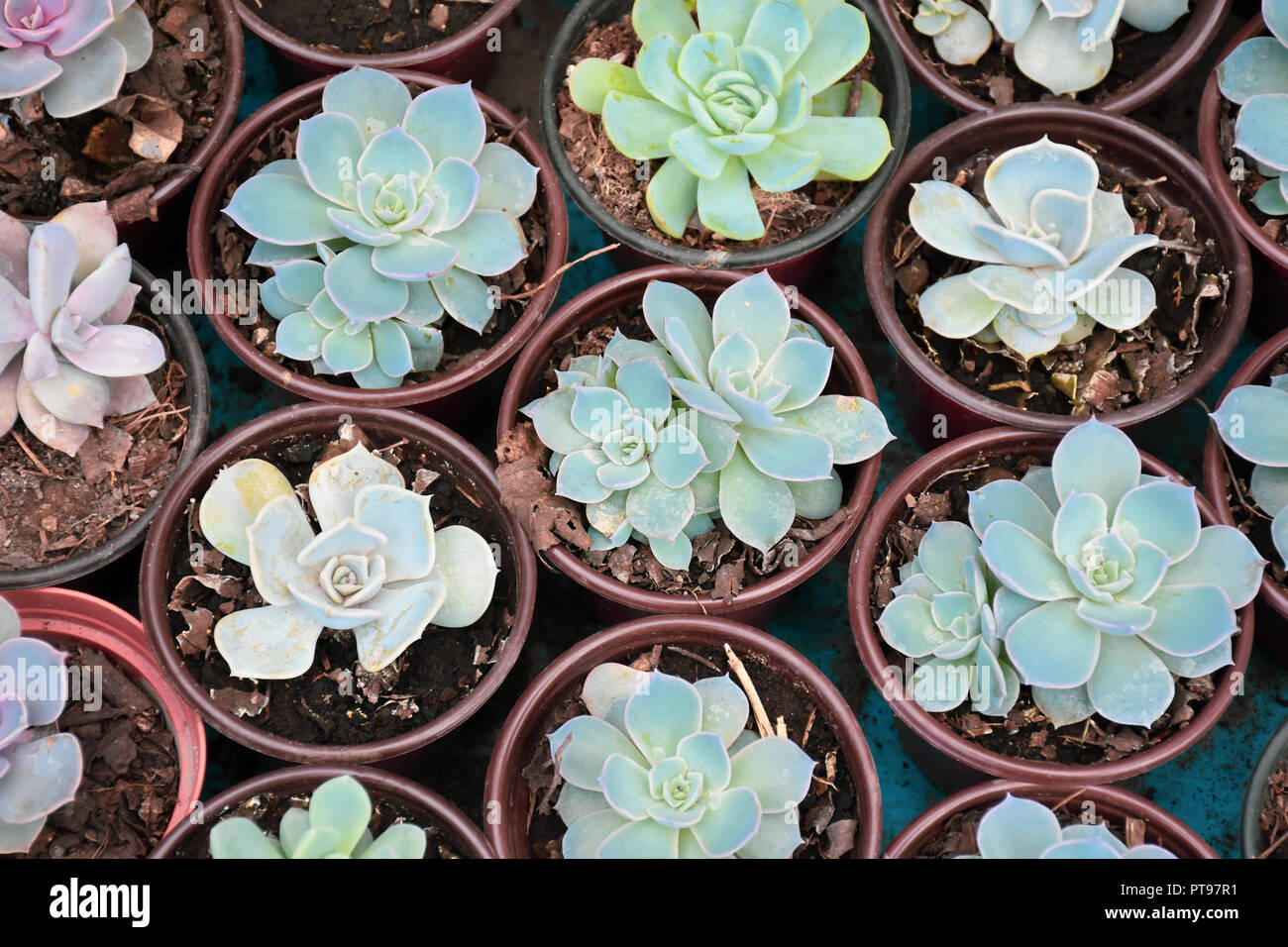 Succulent flower pattern Stock Photo - Alamy