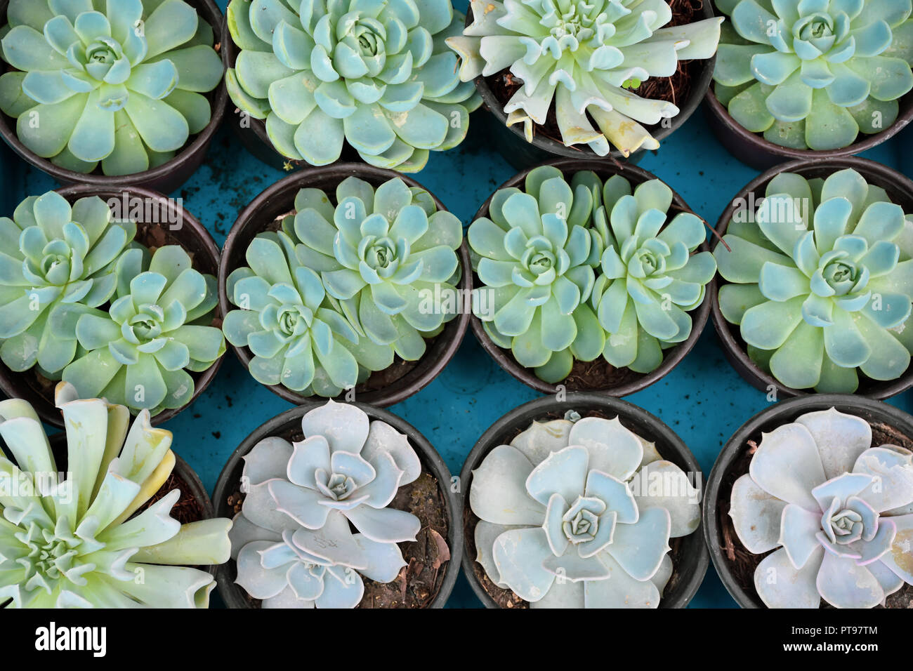 Succulent flower pattern Stock Photo - Alamy