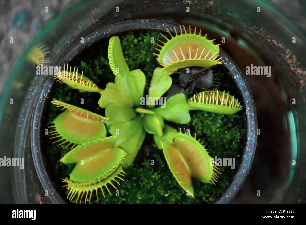 Potted Venus Flytrap Stock Photo - Alamy