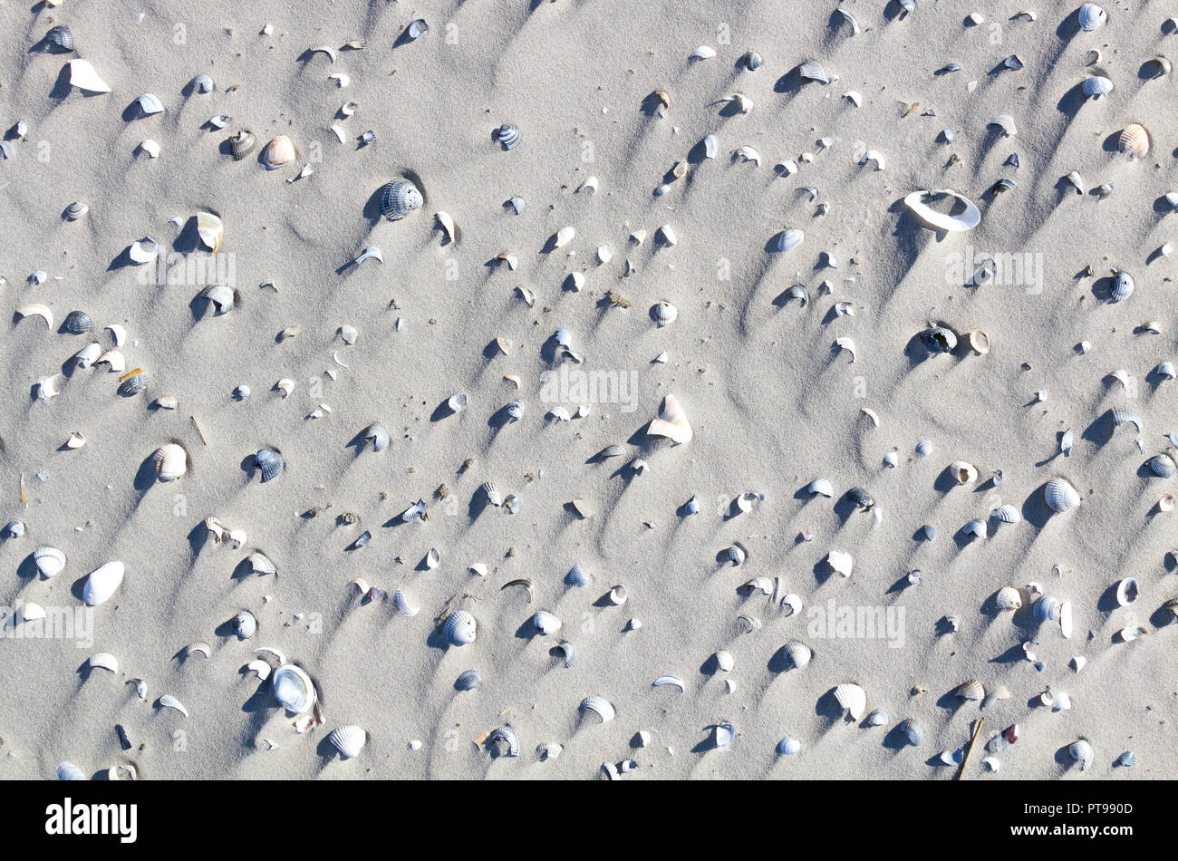 Many shells on a beach in the Netherlands Stock Photo - Alamy