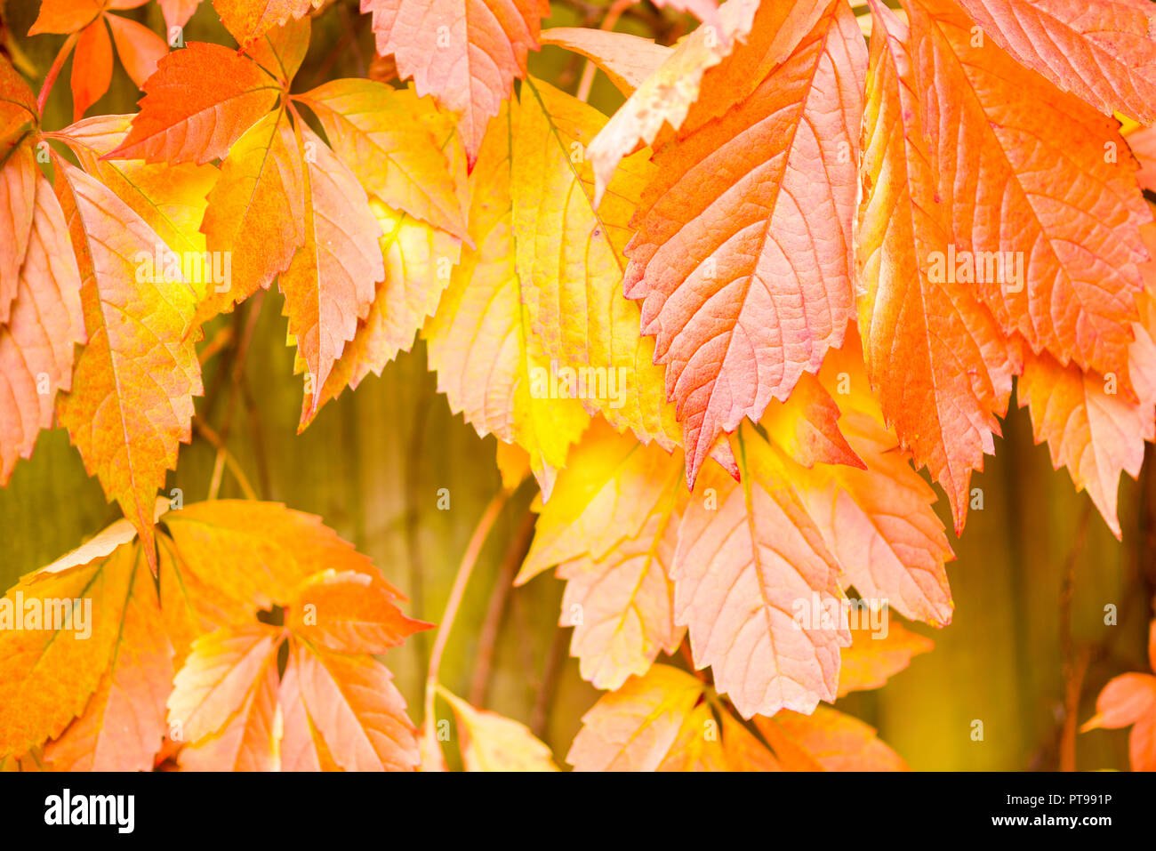 Autumn Leaves, Red and Yellow Stock Photo - Alamy
