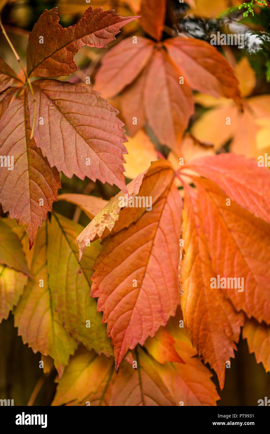 Autumn Leaves, Red and Yellow Stock Photo - Alamy