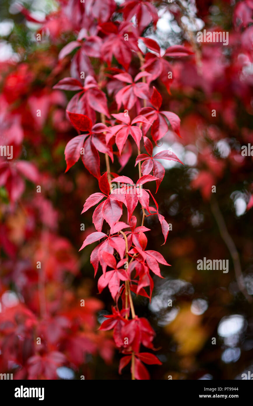 Autumn Leaves, Red and Yellow Stock Photo - Alamy