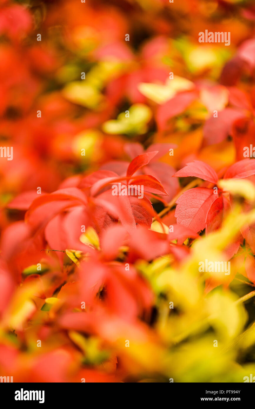 Autumn Leaves, Red and Yellow Stock Photo - Alamy