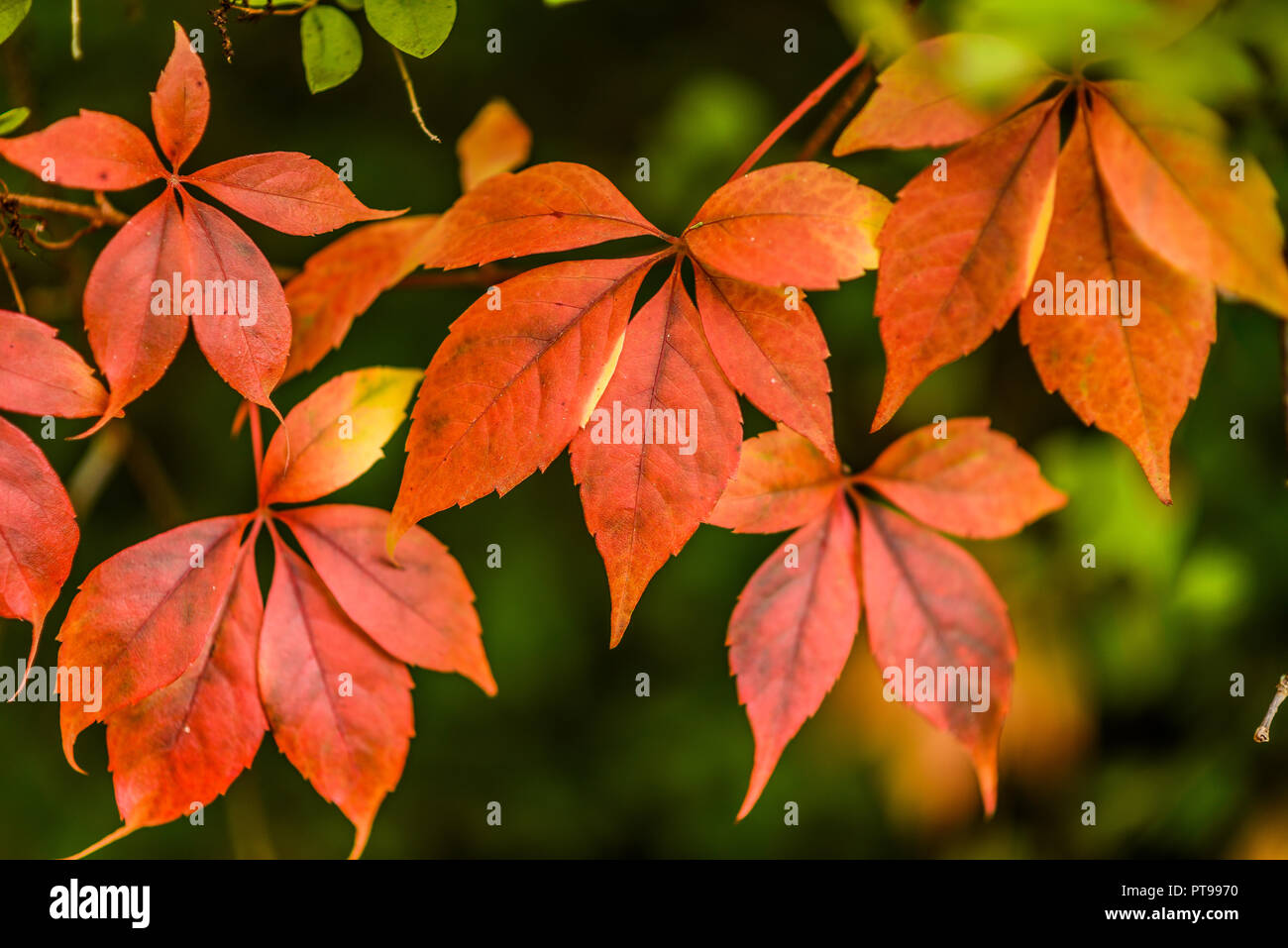 Autumn Leaves, Red and Yellow Stock Photo - Alamy
