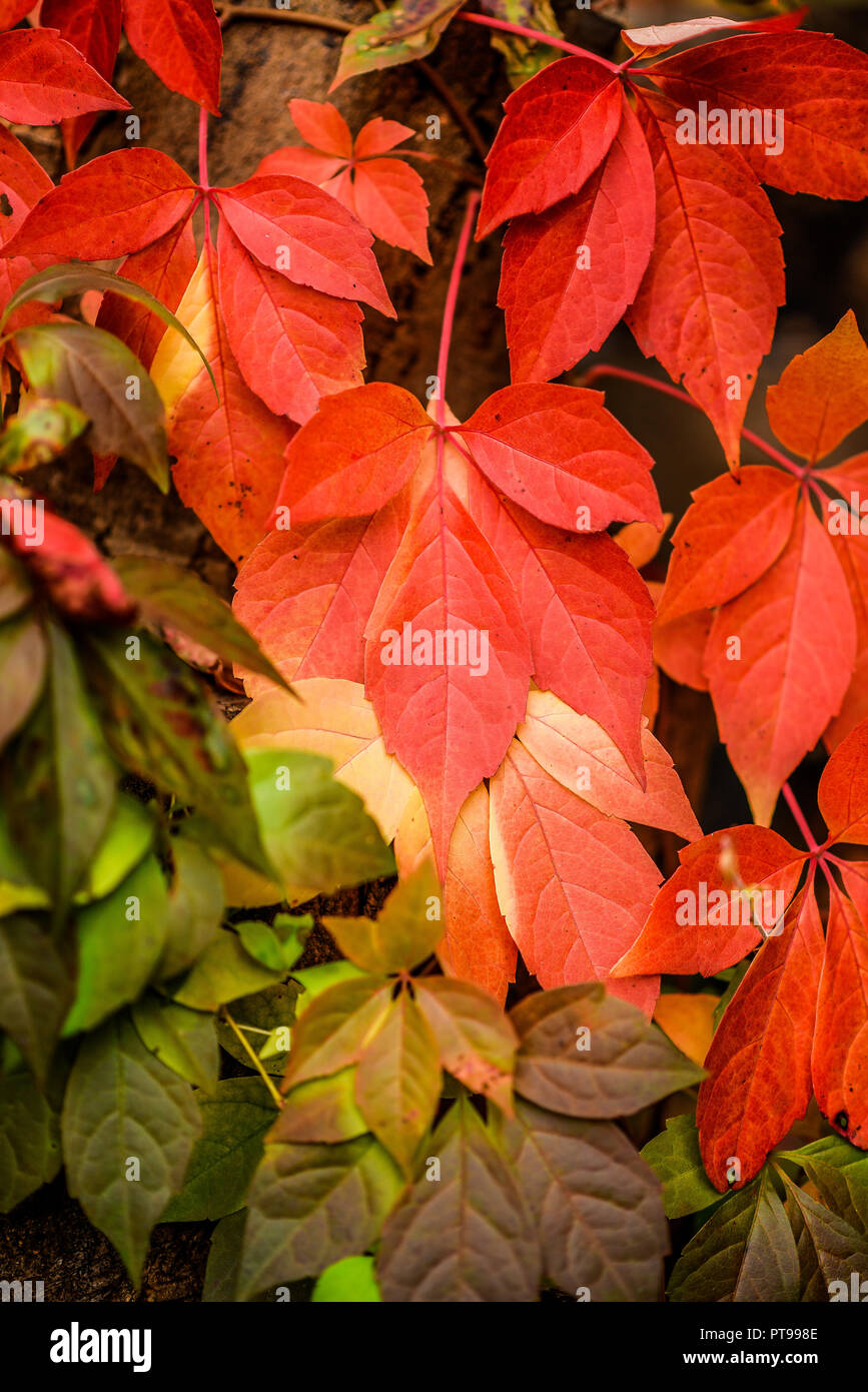 Autumn Leaves, Red and Yellow Stock Photo - Alamy