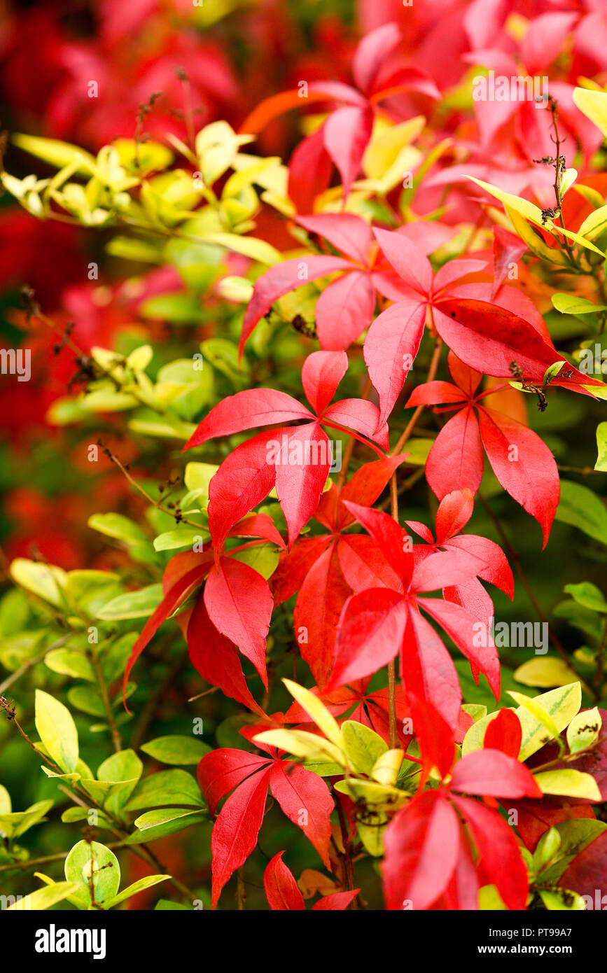 Autumn Leaves, Red and Yellow Stock Photo - Alamy