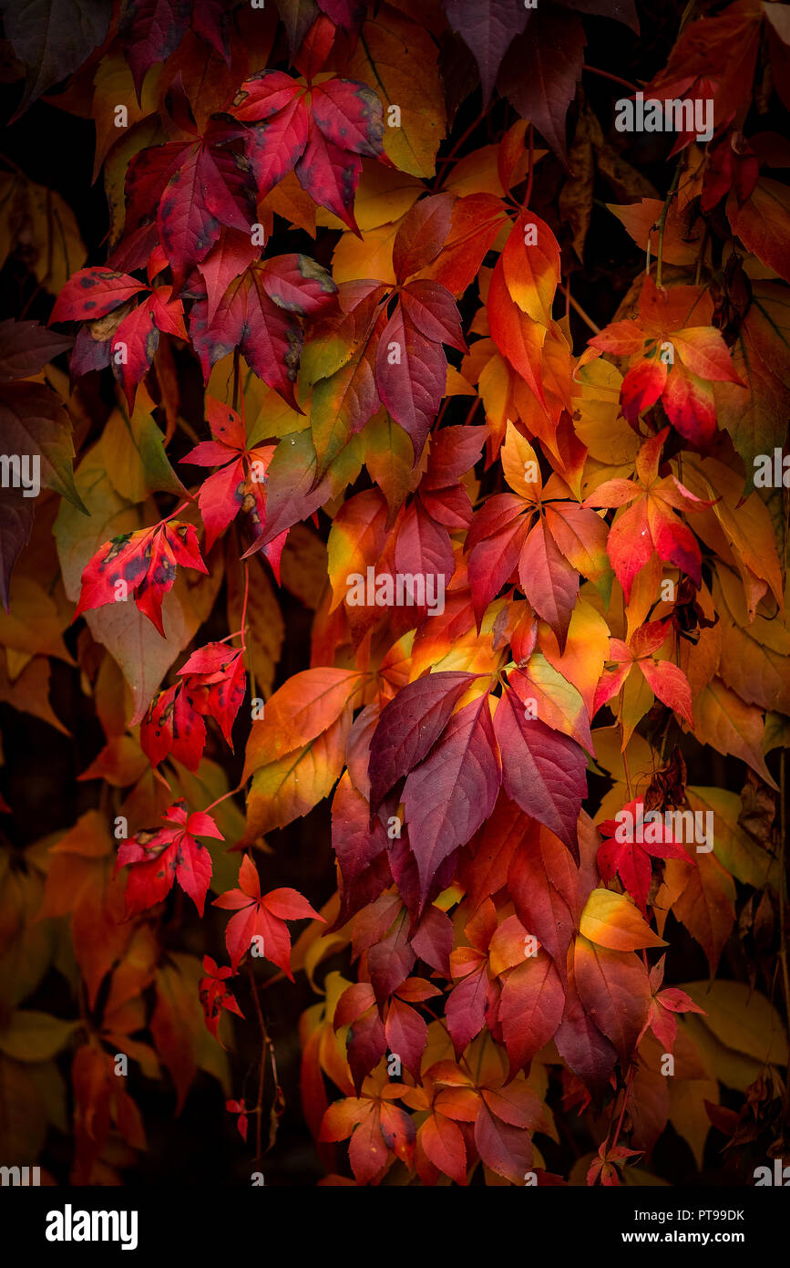 Autumn Leaves, Red and Yellow Stock Photo - Alamy