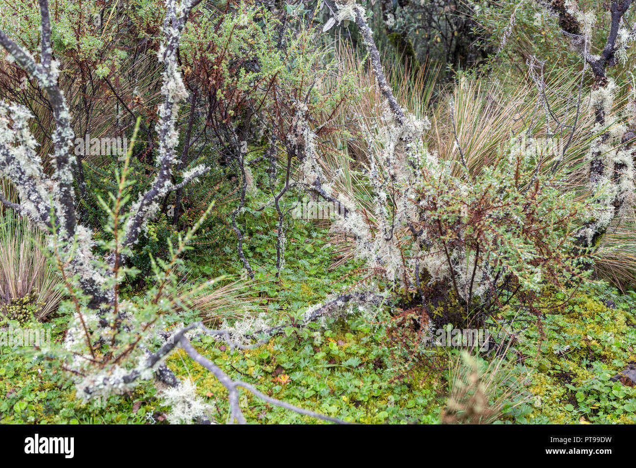 Flora of Cotopaxi volcano National Park Ecuador Stock Photo - Alamy